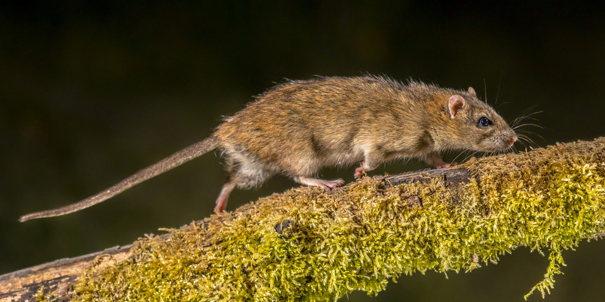 Cincinnati, OH Rodent Control | Rat & Mouse Exterminator