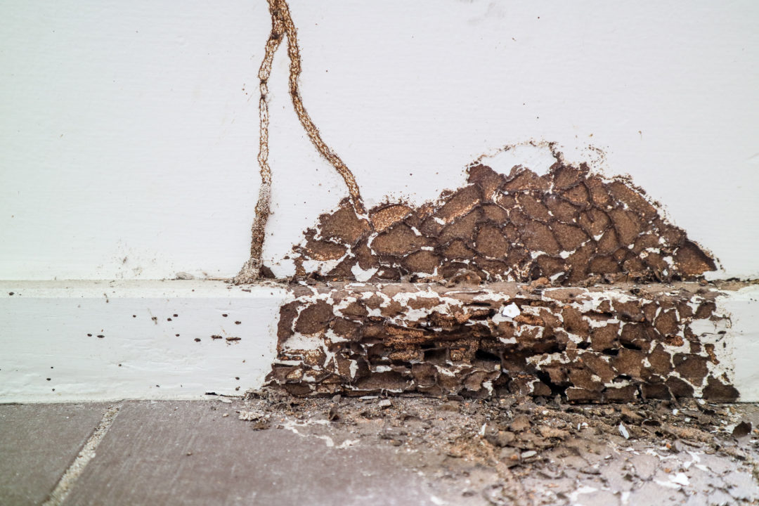 Cincinnati, OH Termite Control | Local Termite Exterminator