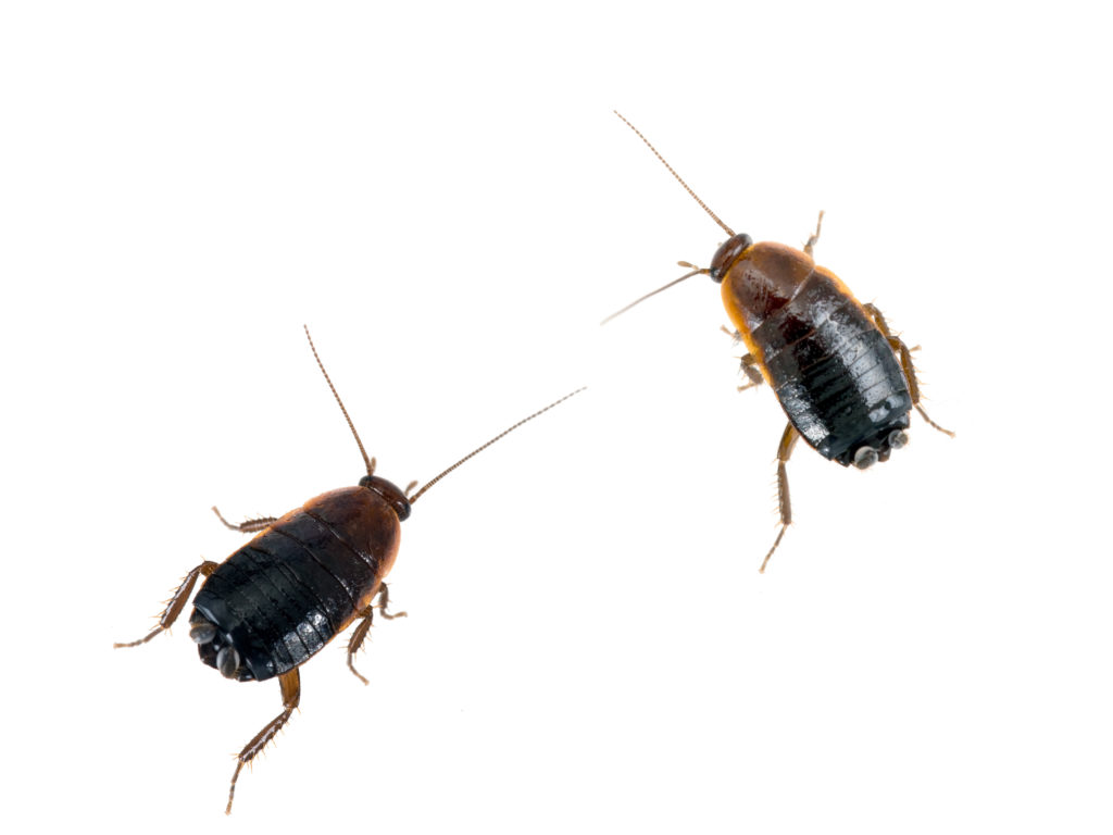 Cincinnati, OH Cockroach Control | Local Roach Exterminator